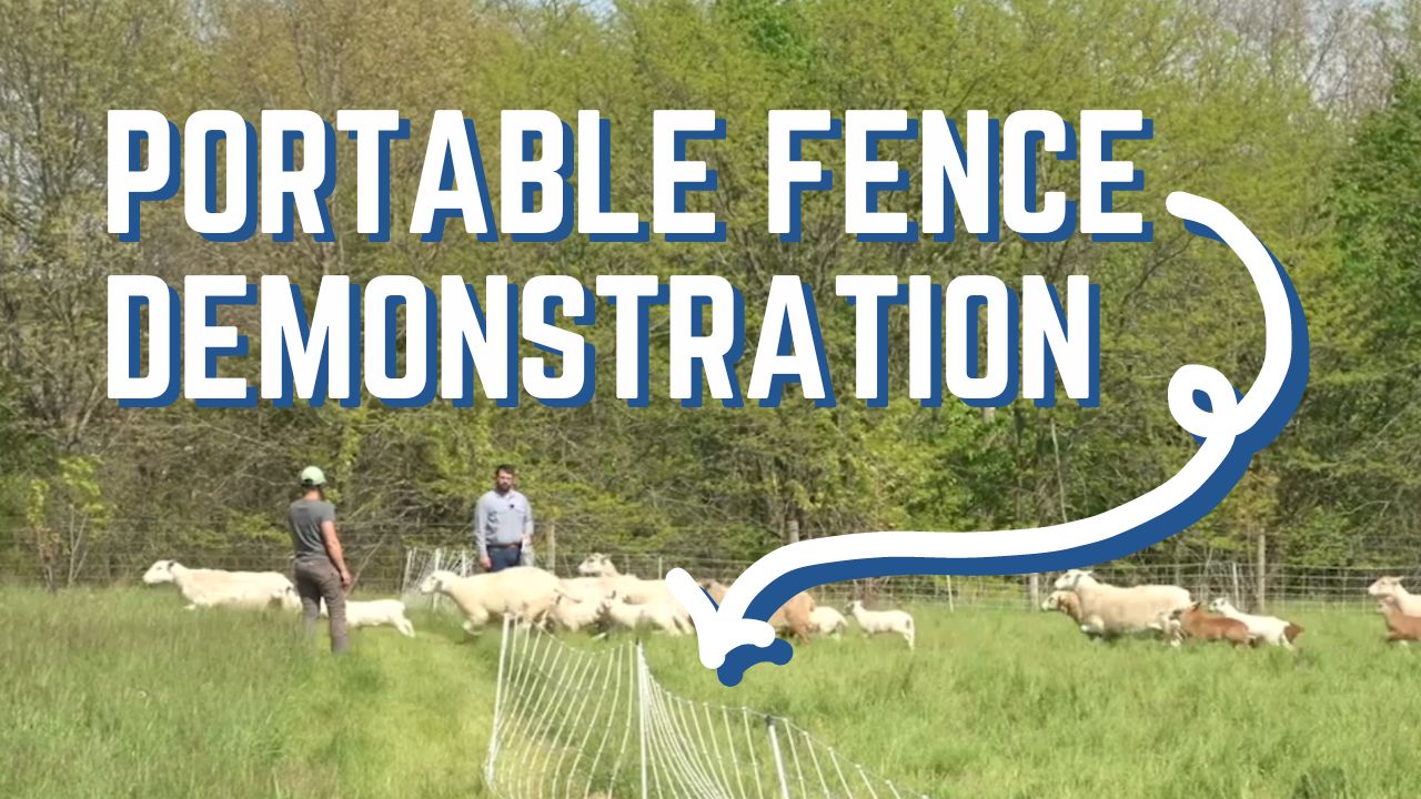 Rotational Grazing Basics – Videos – Mother Earth News
